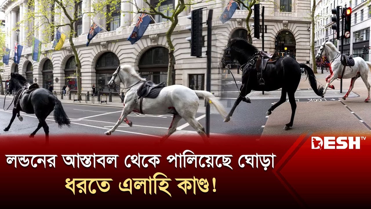 লন্ডনের আস্তাবল থেকে পালিয়েছে ঘোড়া, ধরতে এলাহি কাণ্ড! | BRITAIN ...