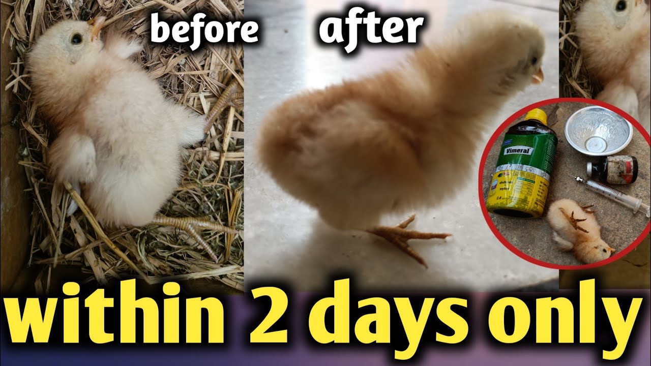 how to recover weak chicken birds||ఇంటి దగ్గర నాటు కోళ్ల ని పెంచండి ...