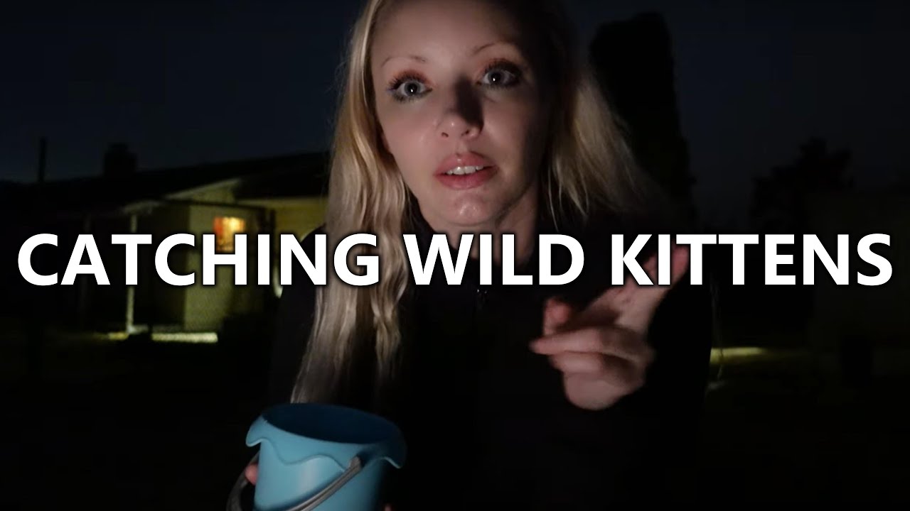 VLOG: Catching Feral Cats *step-by-step* using the trap-neuter-return ...
