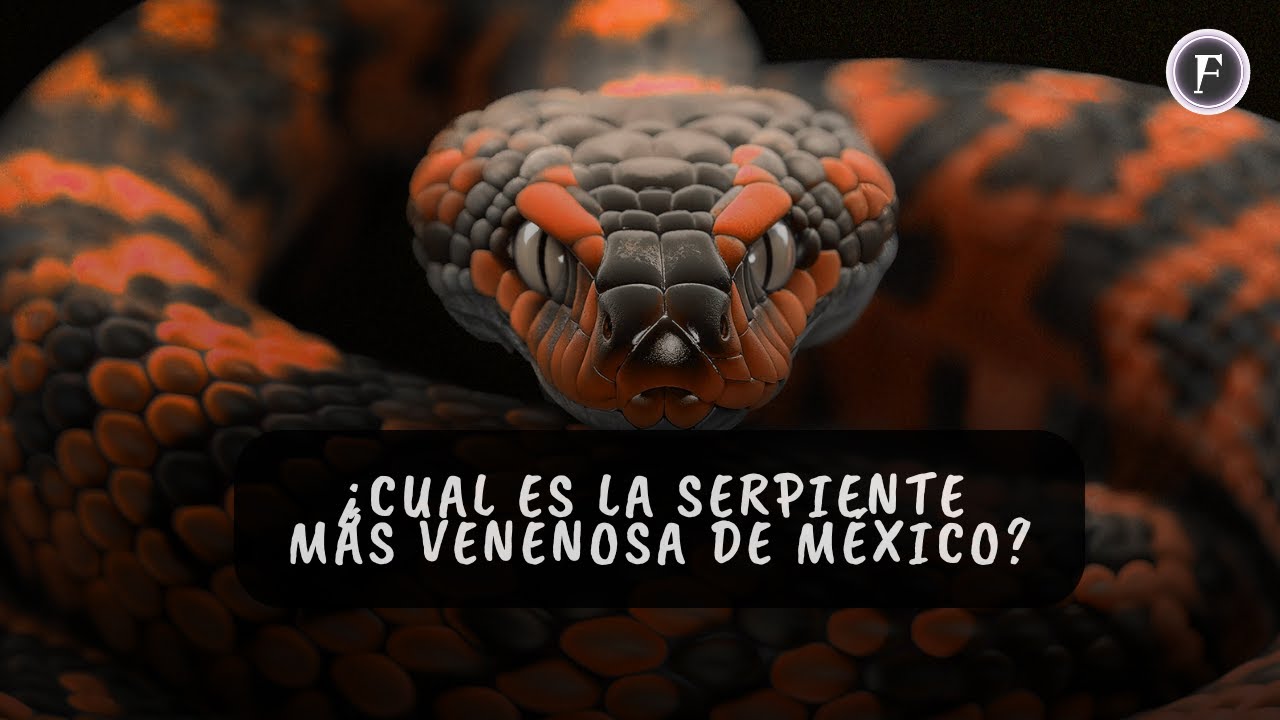 VIVORAS ¿ CUAL ES LA VIVORA MAS VENENOSA DE MÉXICO? - YouTube