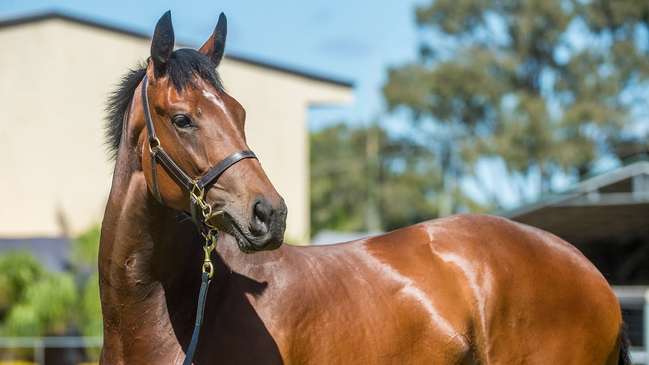 Lot 32 I Am Invincible x Defy The Odds Filly from A List Stud - YouTube