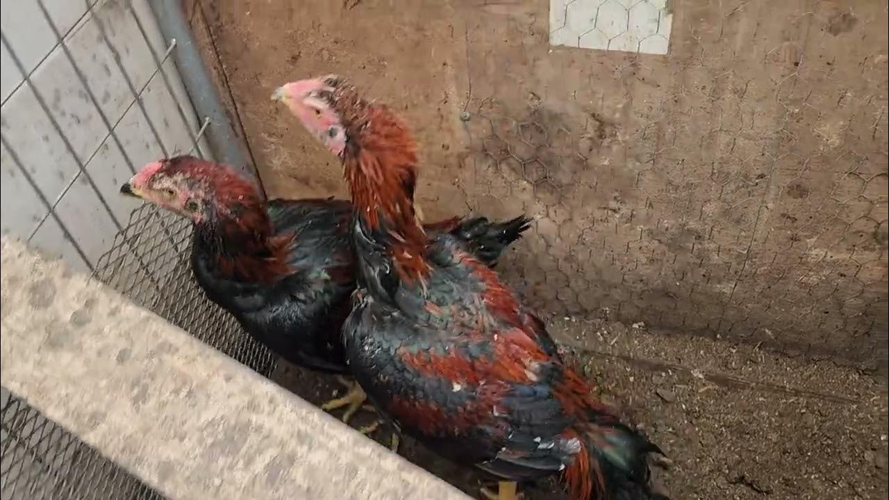 Qaib Thamada #70 (Lau 800 Zag Kawg & Noob Oklahoma) - YouTube