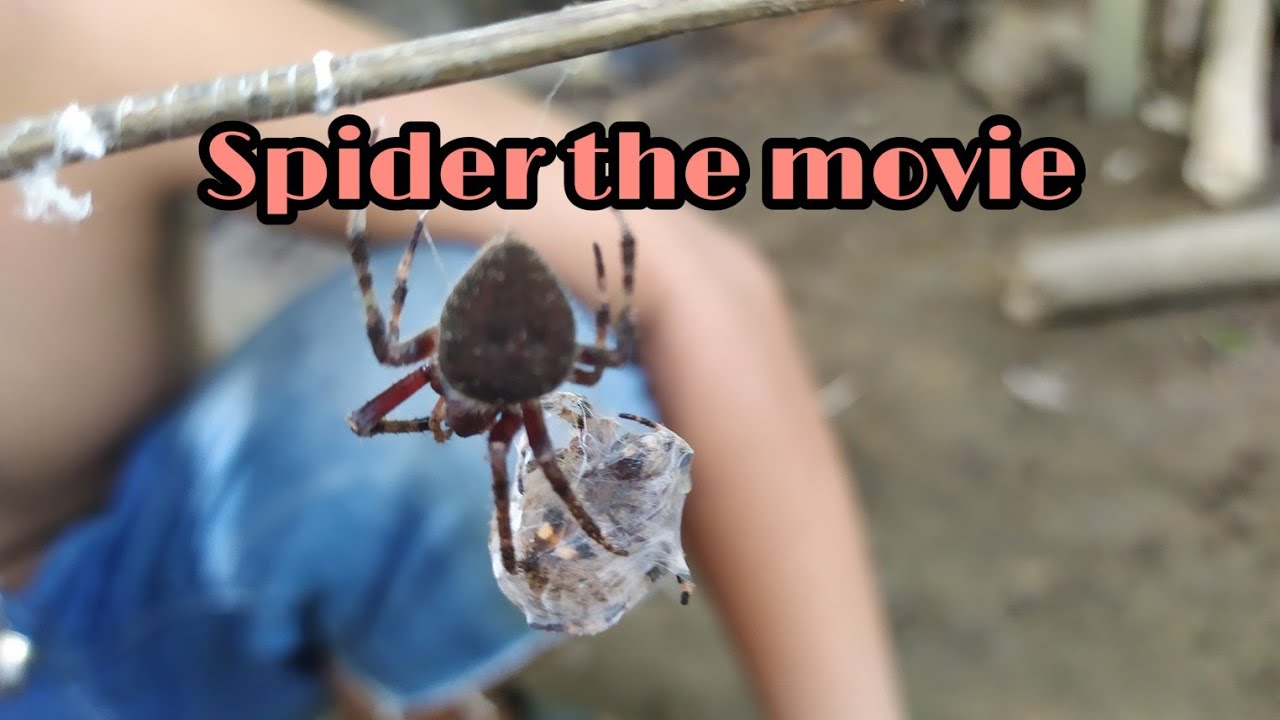 Spider vs spider - YouTube