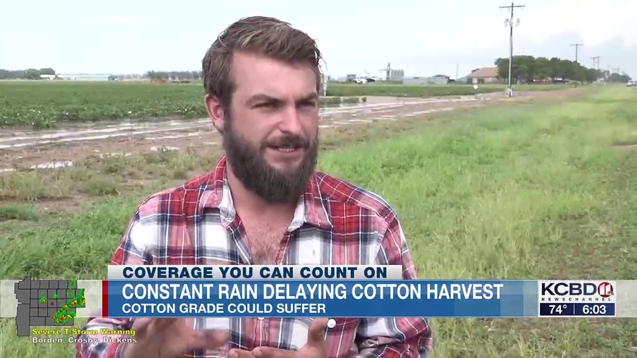 Constant rain delaying cotton harvest - YouTube