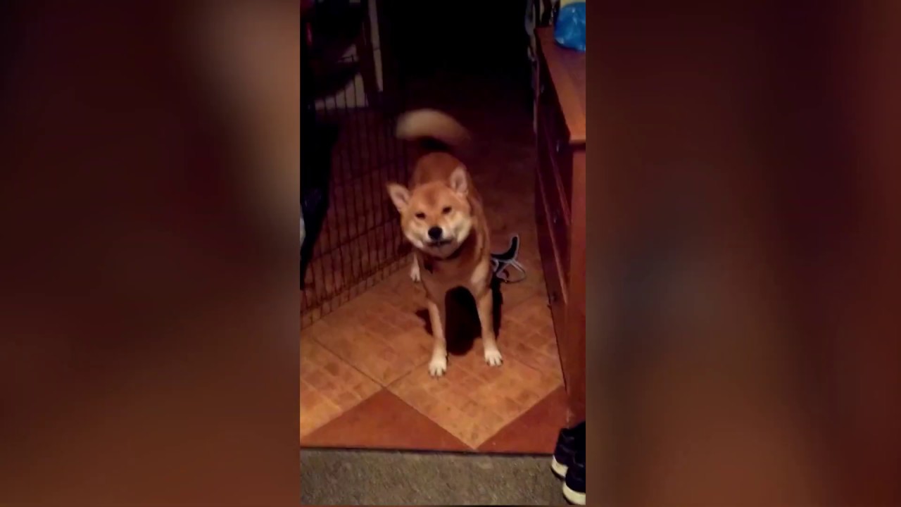 DOG RAPPING LIKE EMINEM [LOUD] - YouTube