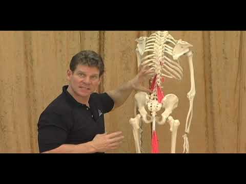 Low Back Muscles: Anatomy Explained - YouTube