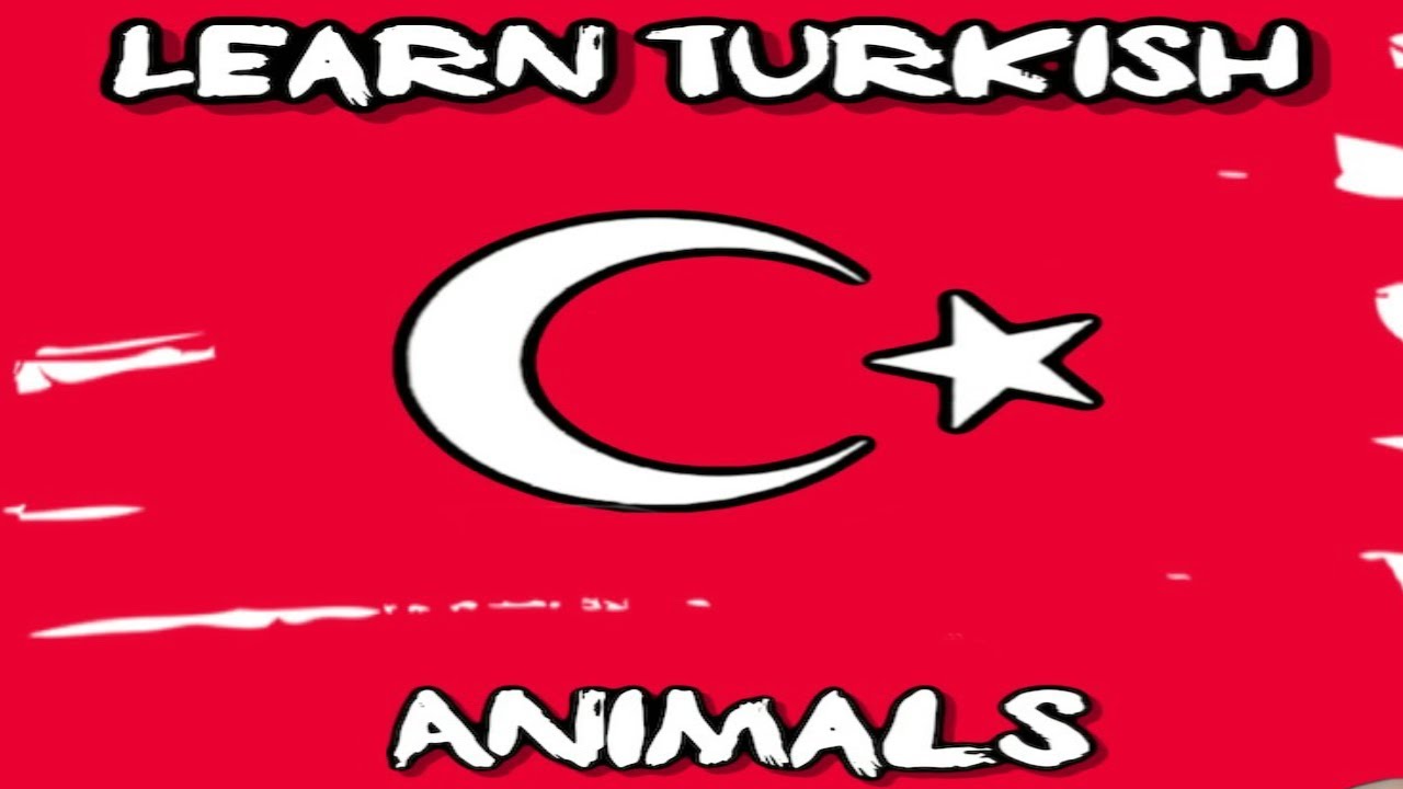Turkish Lessons | Learn Turkish | Animals in Turkish - YouTube