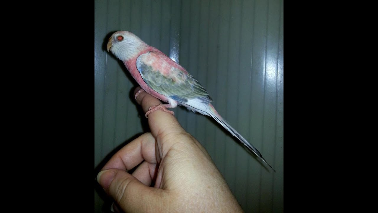 Ruby my opaline fallow bourke - YouTube