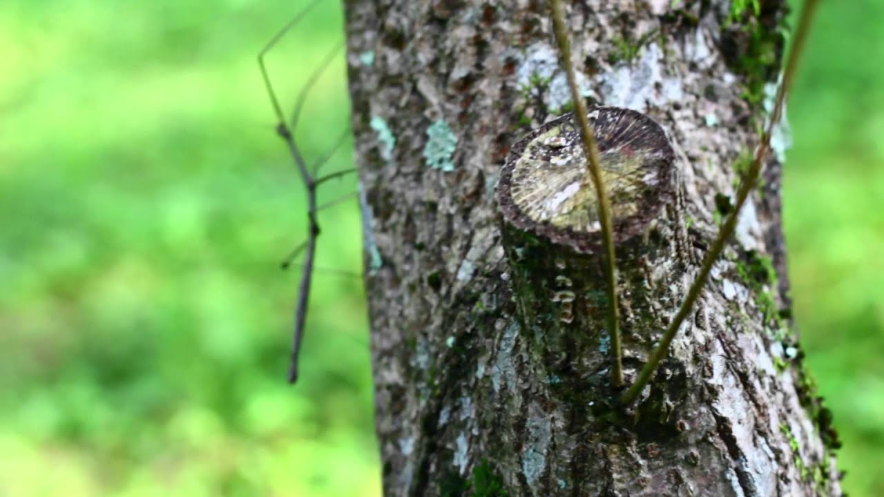 Walking-stick - A stick insect climbs a tree - YouTube