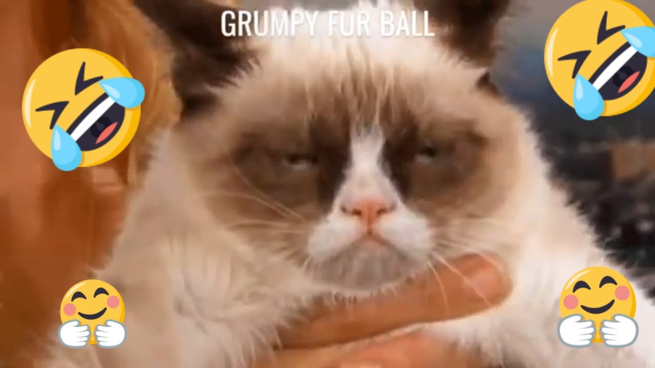 This Grumpy FUR BALL is SO CUTE you'll want one! - YouTube