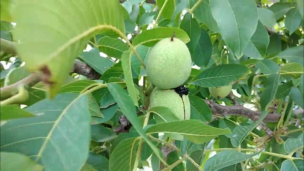 ХД 828 ЖАЖДА ЗА ПРИСЪСТВИЕ п р Митко ДИМИТРОВ Youtube