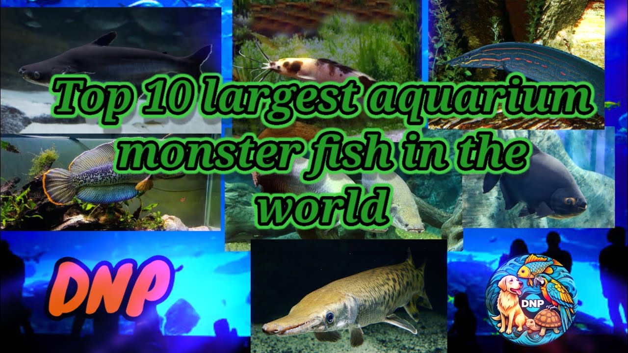 Top 10 aquarium largest monster fish in the world @The_DNP_Pets #fish # ...