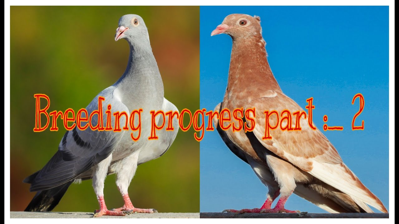 Breeding Progress Part :- 2 | X Fighter Birds - YouTube