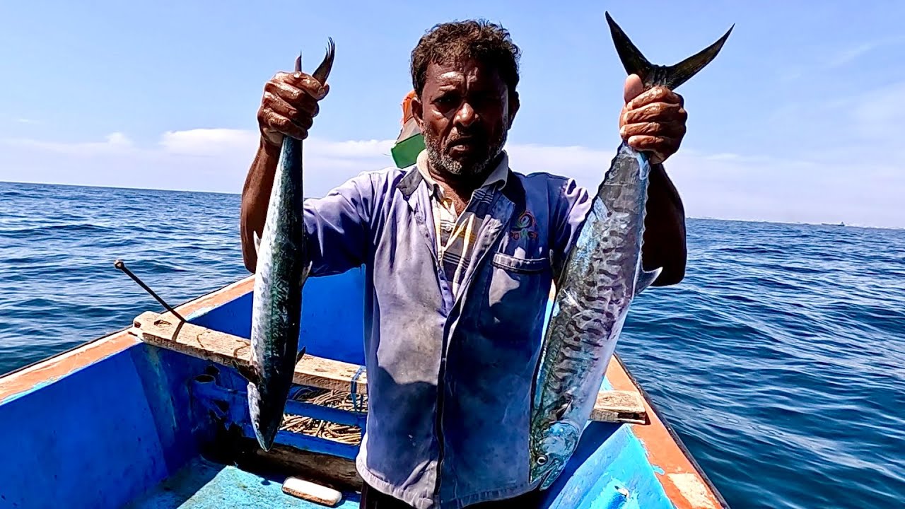 Live Indian Scad Bait is best for Catching King Fish - YouTube