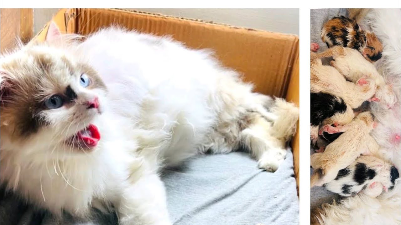 Cat gives birth to seven kittens| Cat Labor| Cat delivery| Shehr main ...