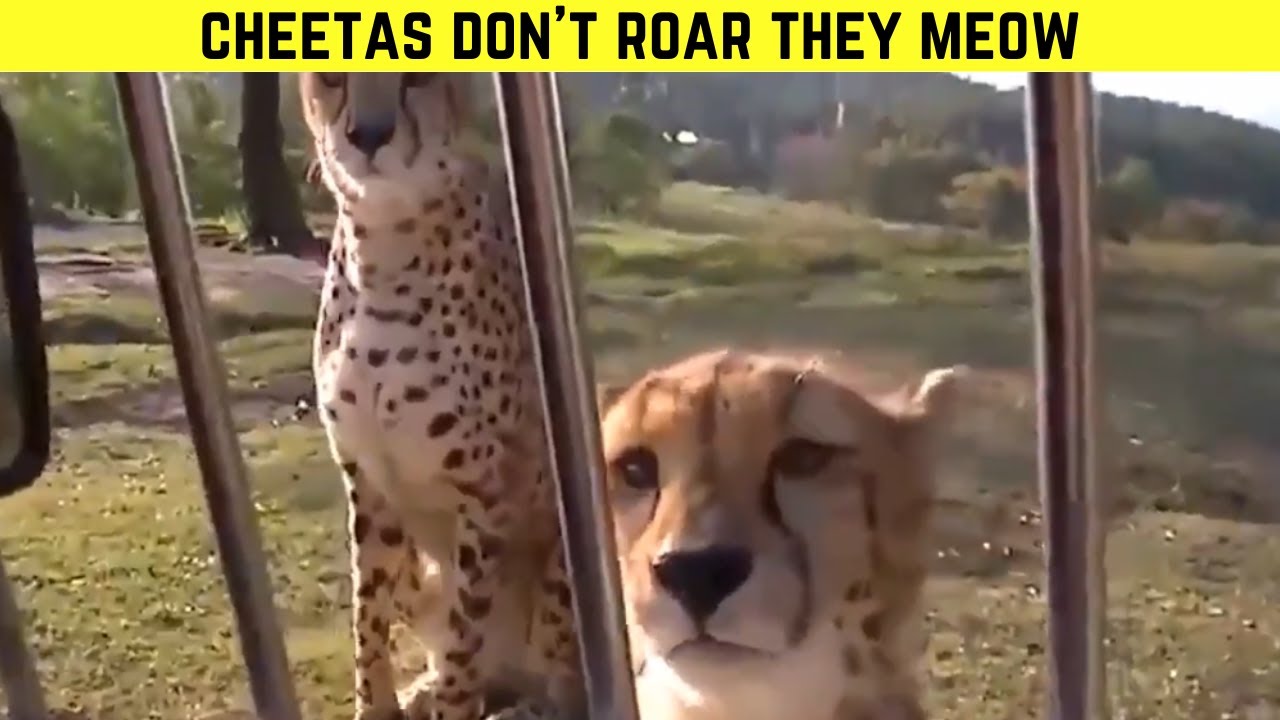 Cheetahs Don't Roar, They Meow | Get Inspired | - YouTube