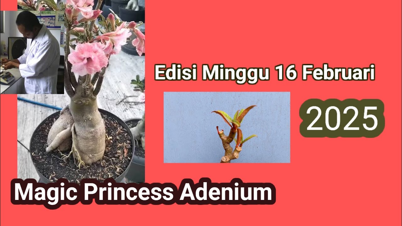 Magic princess adenium bunga tumpuk|| #ahmadadeniumjember321 - YouTube