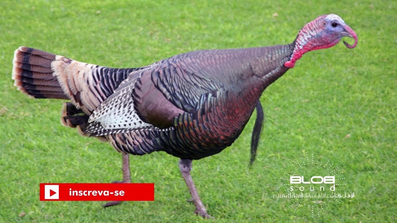 Som da ave peru - YouTube
