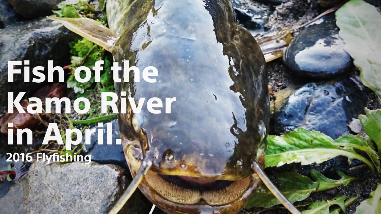 Fish of the Kamo River in April - YouTube
