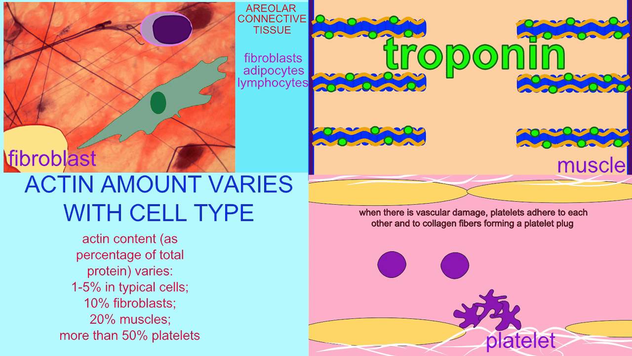 ACTIN IN CELL TYPES - YouTube