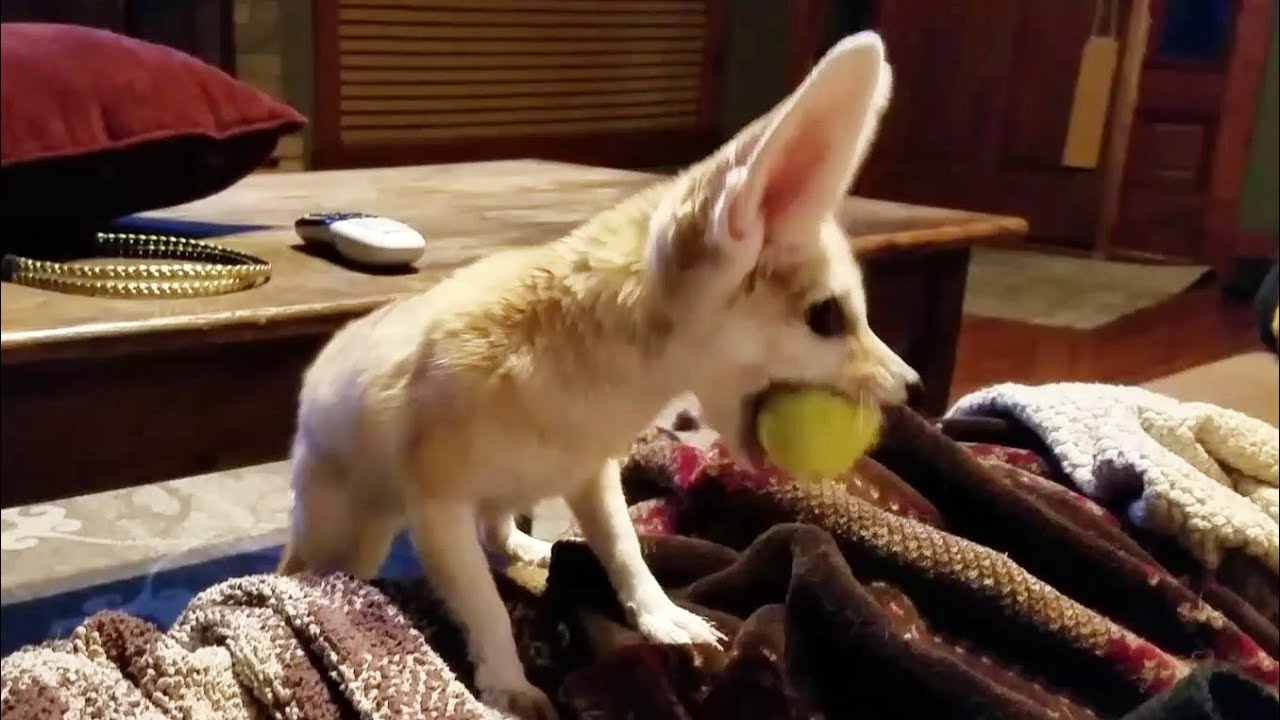 Fennec Fox: to Play OR to Cuddle? - YouTube