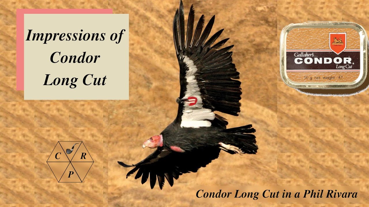 Impressions of Condor Long Cut. Weekend Chat 14 January 2024 - YouTube