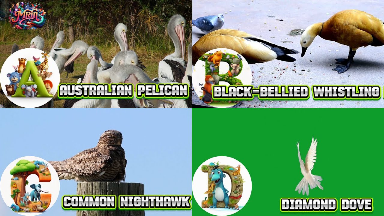 ABC Bird Animals song | Learn Alphabets | English and Animals for Kids ...