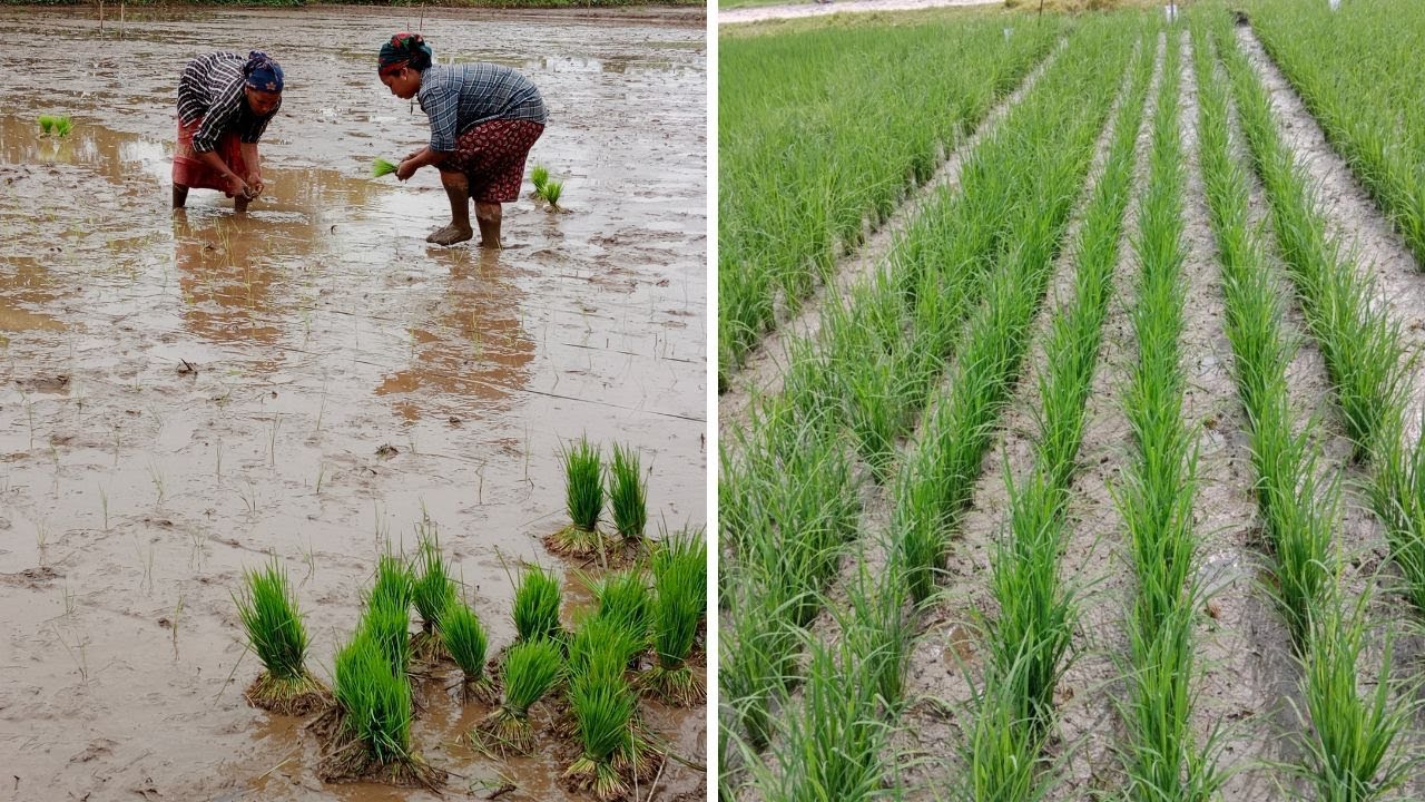 Rice Farming Complete Guide from Seed to Harvest. - YouTube