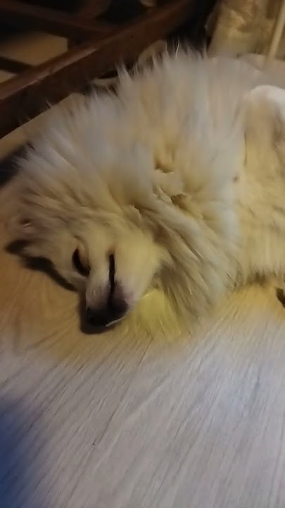 Белый пушистик щенок, продаю - YouTube