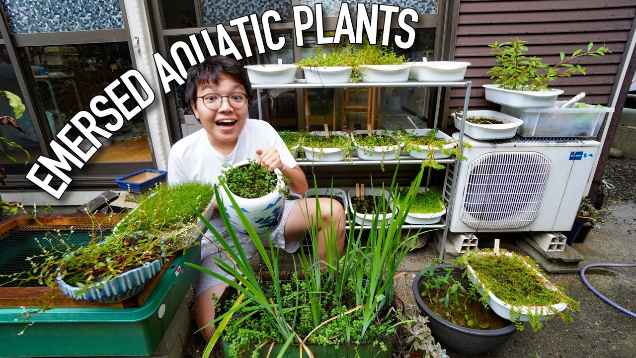 Full Tour of My Emersed Aquatic Plant Farm - YouTube