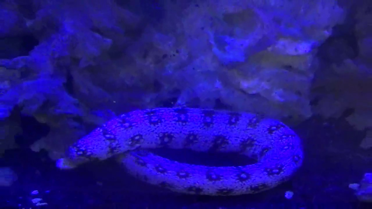 snowflake eel is 90 gallon tank - YouTube