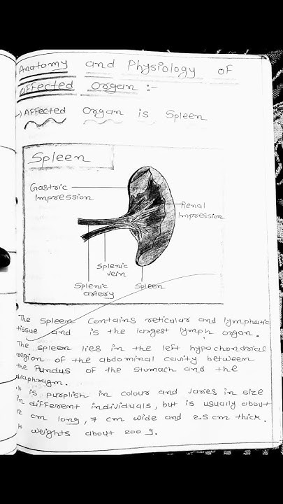 ANATOMY AND PHYSIOLOGY OF THE SPLEEN - YouTube