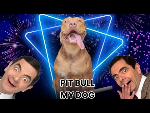 Pitbull Hello Dog #lekthebestkennel - YouTube