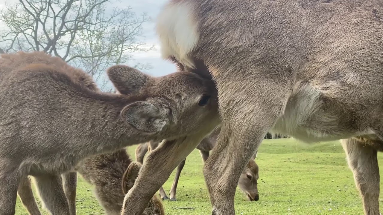 【DEER】Hungry Deer Eating Grass and drinking milk in Nara in Japan ...