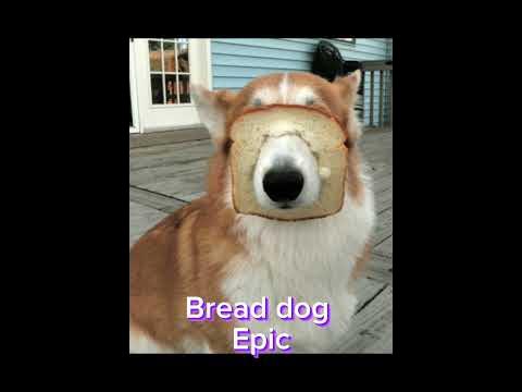 Doggo egg! (17/31) - YouTube