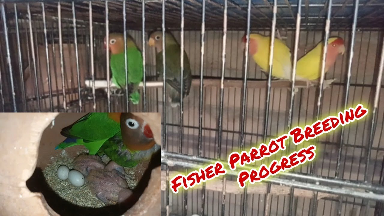 Fisher Parrots Breeding Progress | Love Birds Parrots Progress | Fisher ...