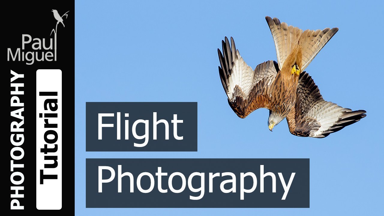 How to Photograph Birds in Flight (Canon 1DX) - YouTube
