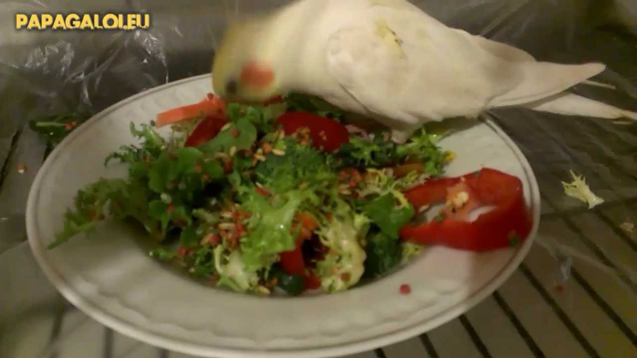 ΛΑΧΑΝΙΚΑ ΚΑΙ COCKATIEL - YouTube