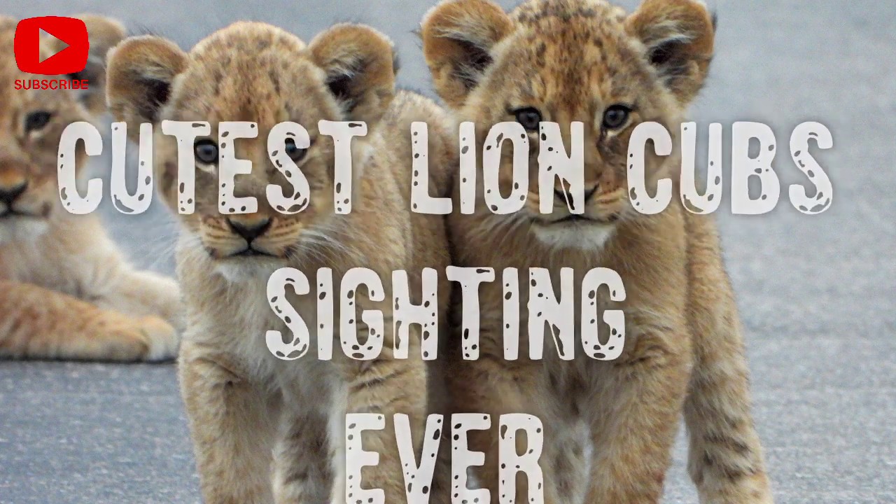 Cutest video in the world. Simba is real. - YouTube