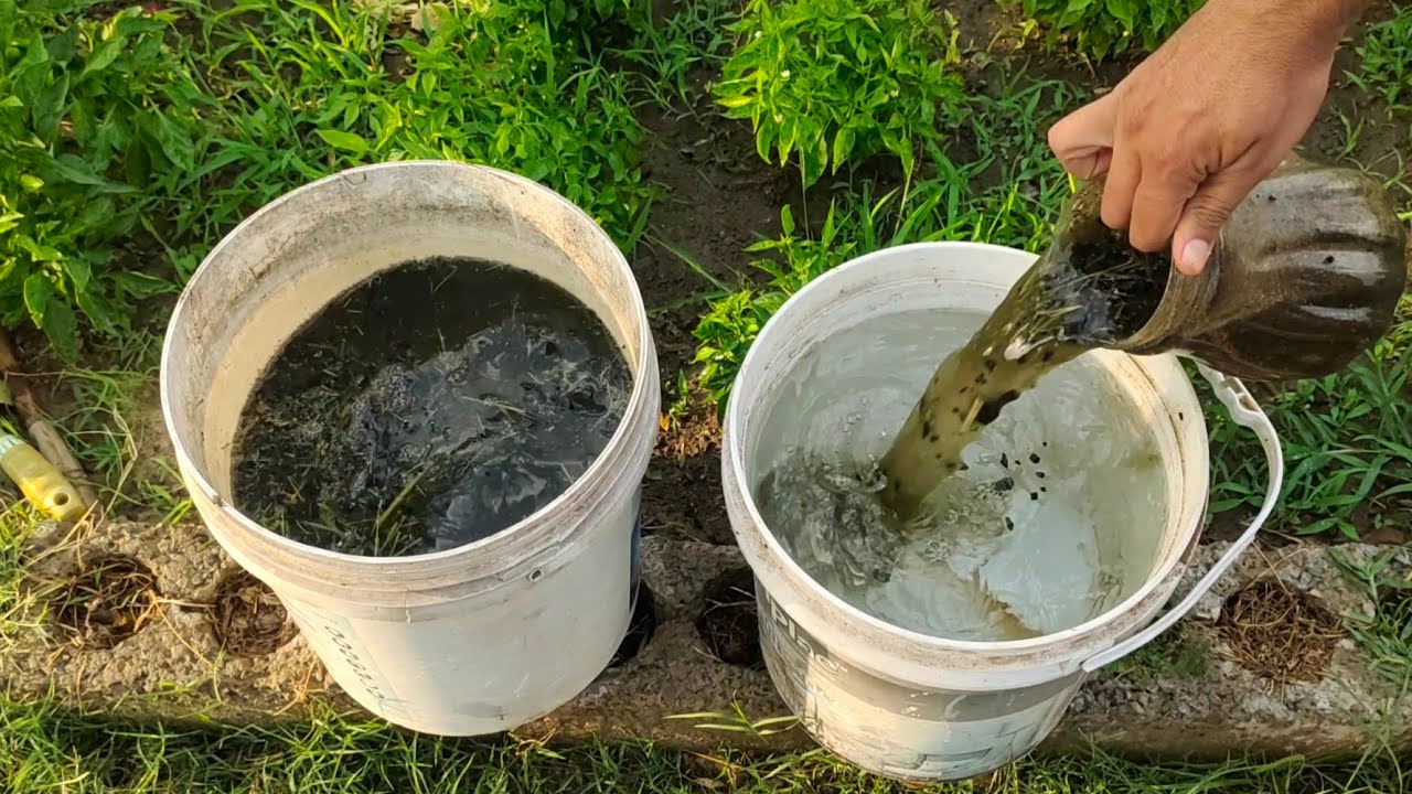 Revolutionize Your Garden with Biochar: DIY Guide to Creating and Using ...