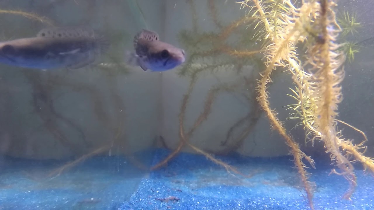 Red x blue pulchra 5cm - YouTube