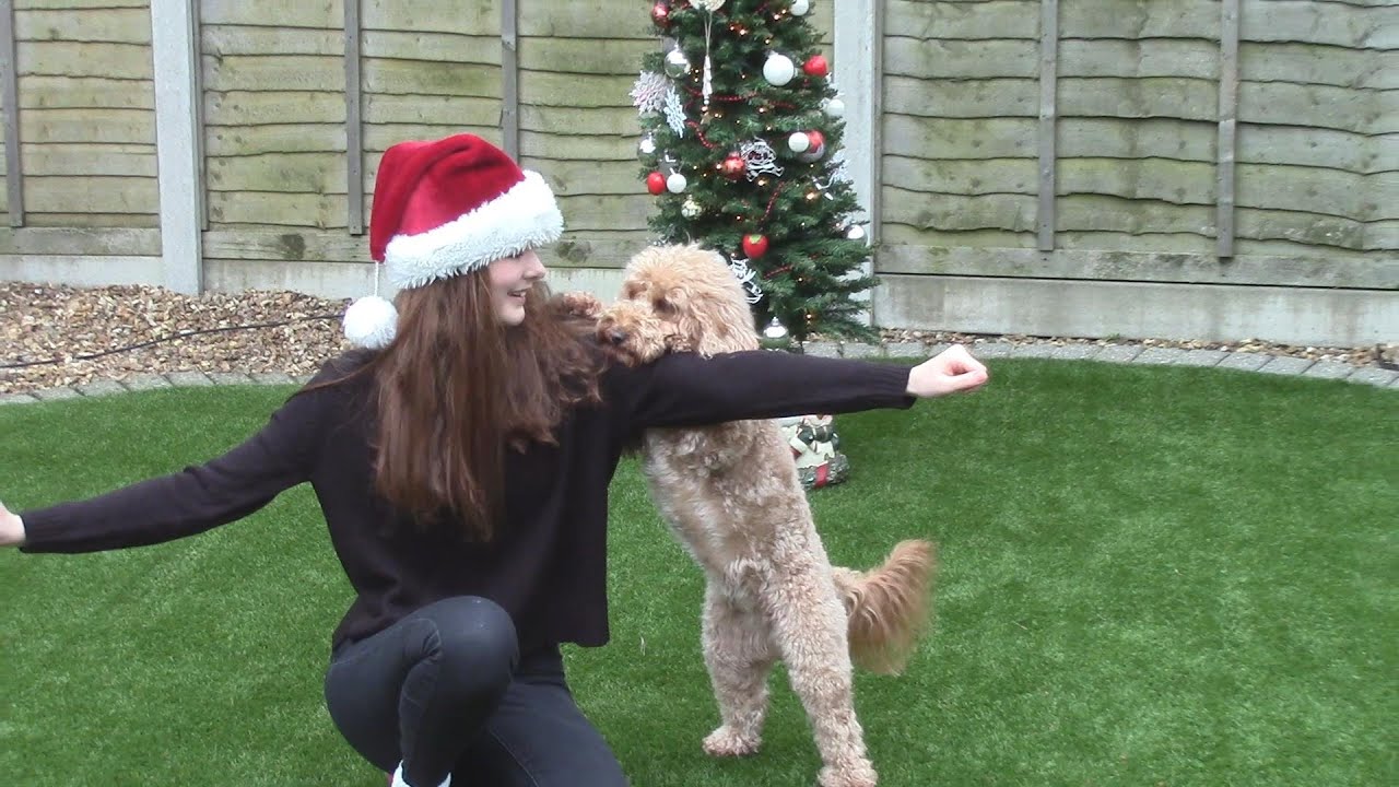Dance Competition - Dog Dancing - PoppyCockapoo - YouTube
