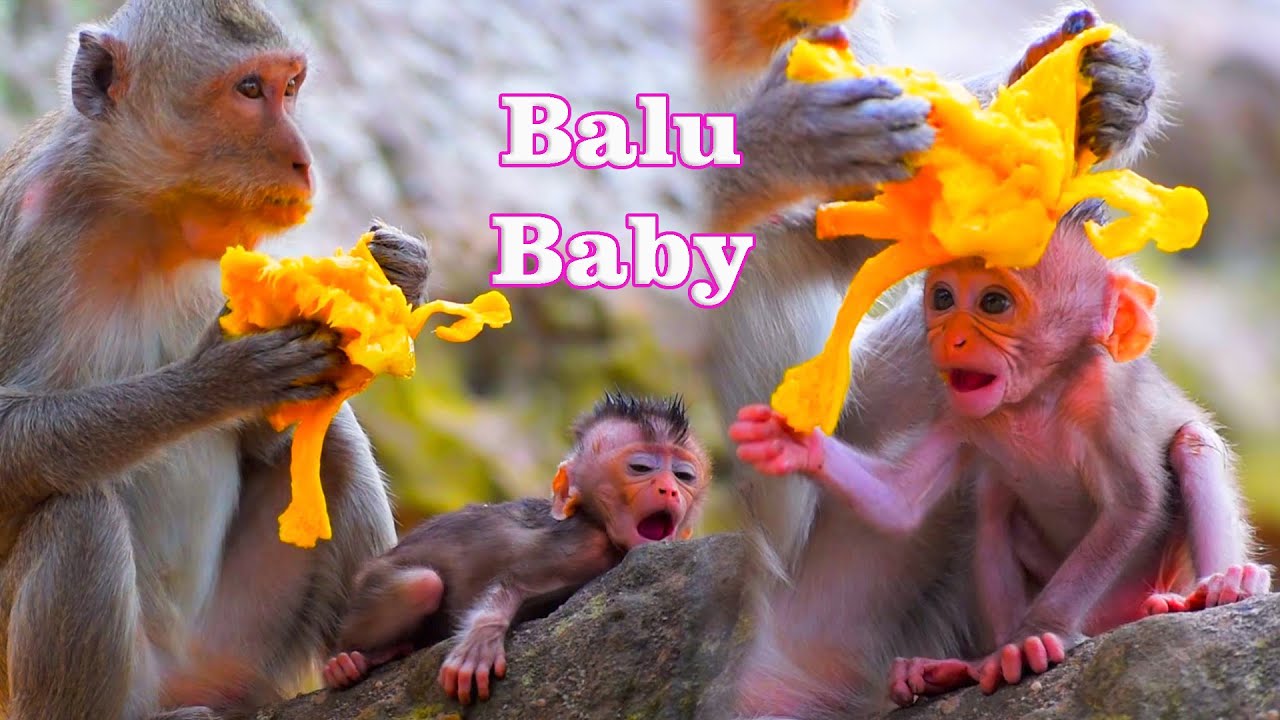 Baby Balu does not know how to eat according to her mother - YouTube