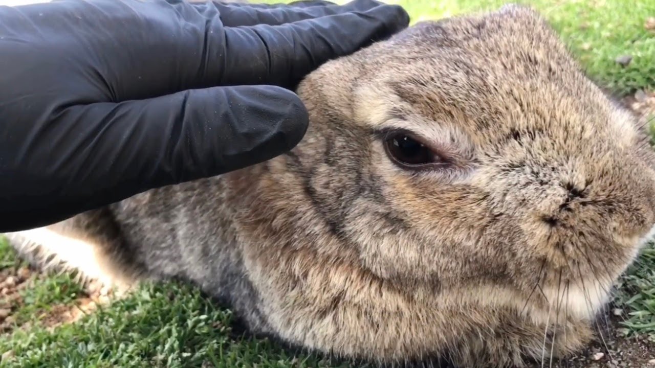 When I petted the chubby rabbit, she melted and became liquid. - YouTube