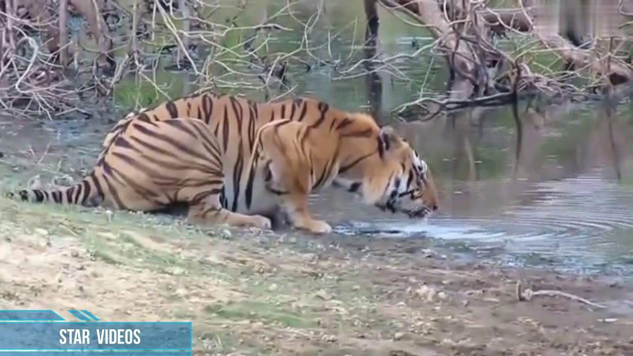 Tiger vs Elephant Baby | Tiger Attack | Tiger Videos | Tiger Hunting ...