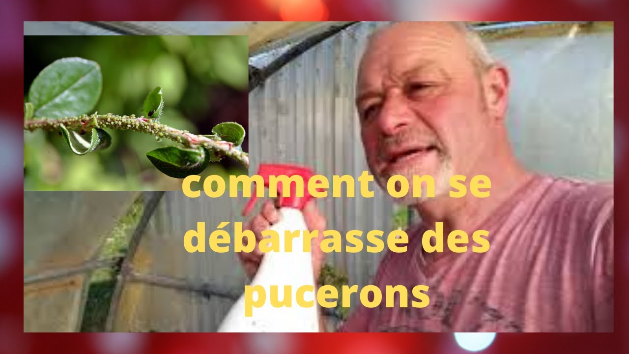 Mon attrape pucerons - YouTube