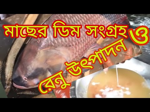The largest fish hatchery in Asia #BoluharBaor #fisheggshatching #fisheggshatchery #breedingfish