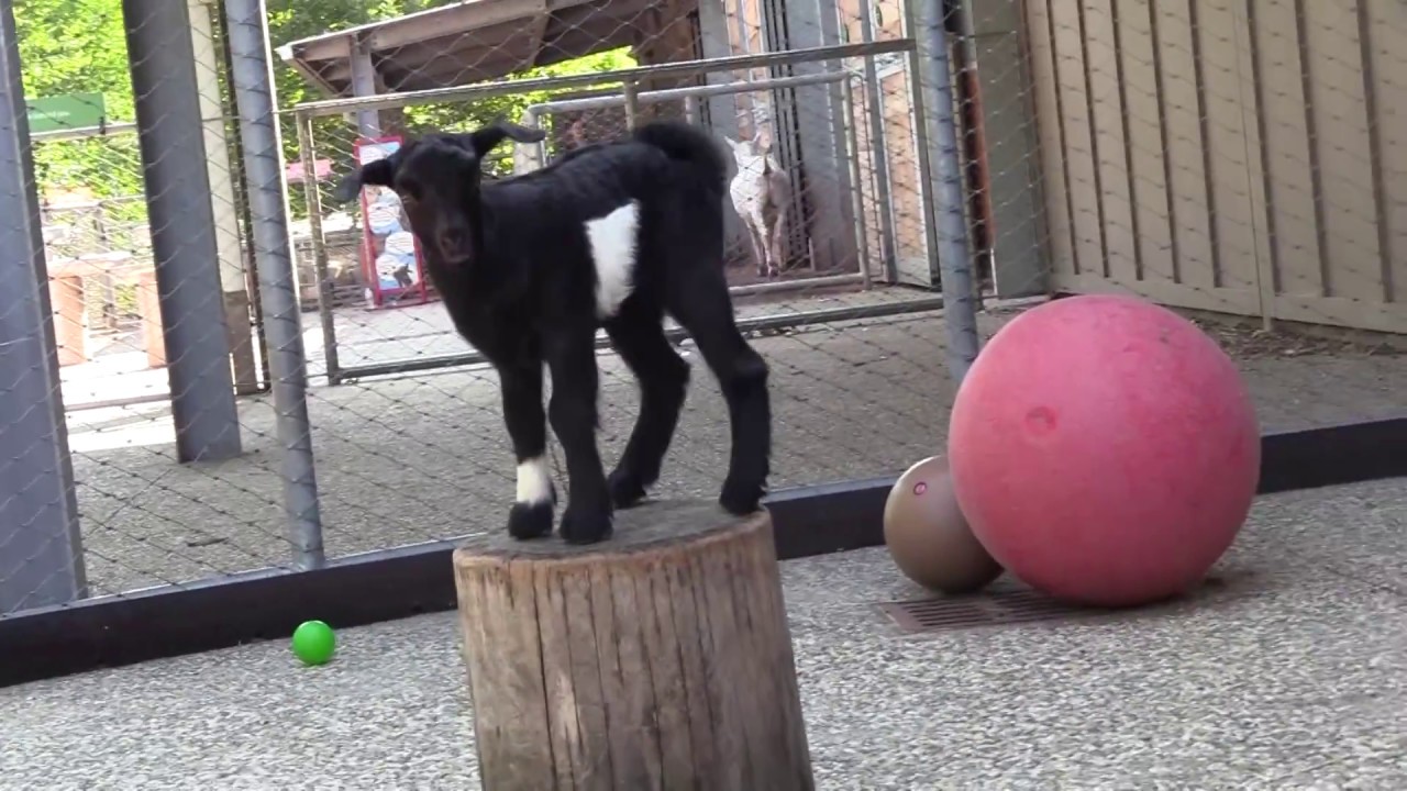Arapawa Goat Kids Born at Philadelphia Zoo - YouTube