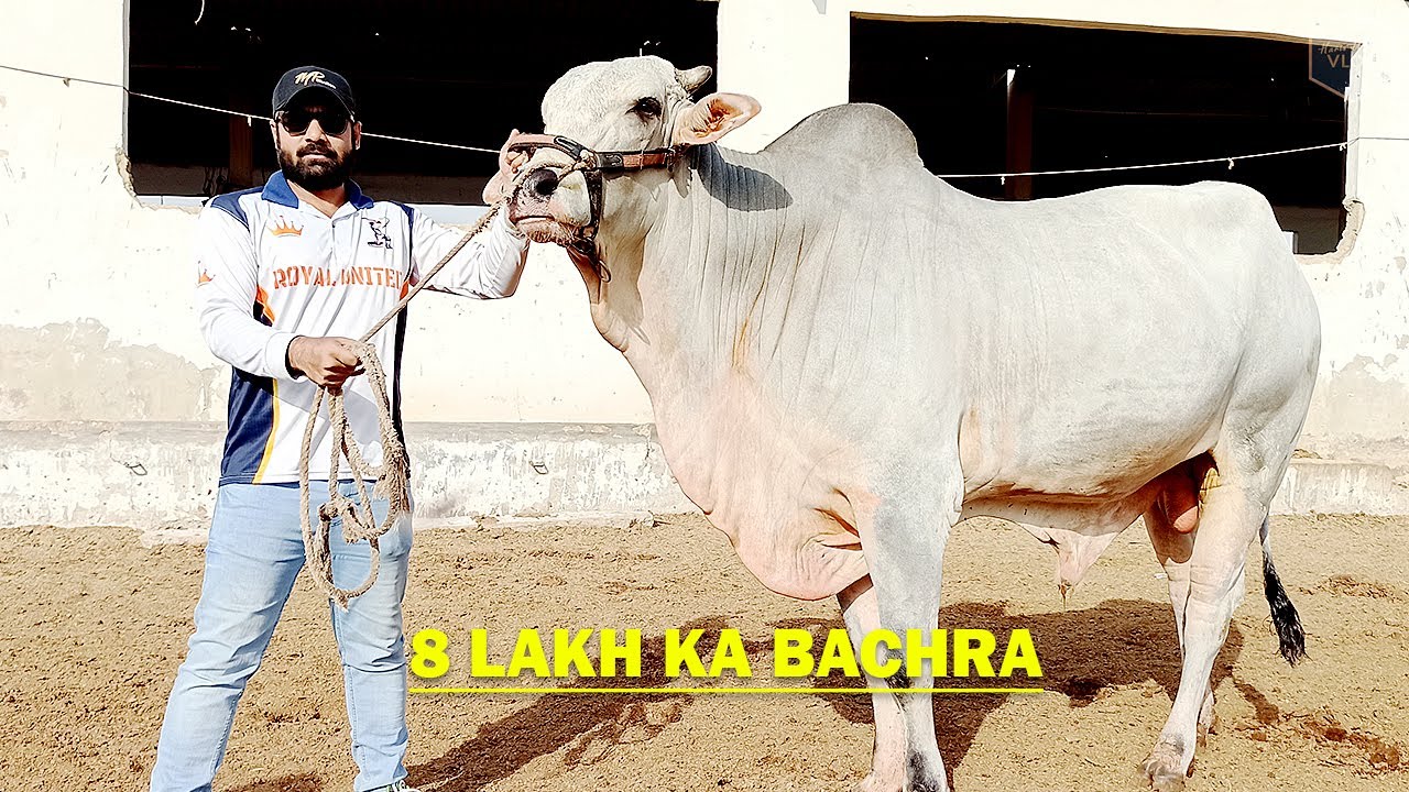 Sibi Ka Bachra - Atang Cow - Cow Mandi 2021 - Eid al-Adha - Sibi Lover ...