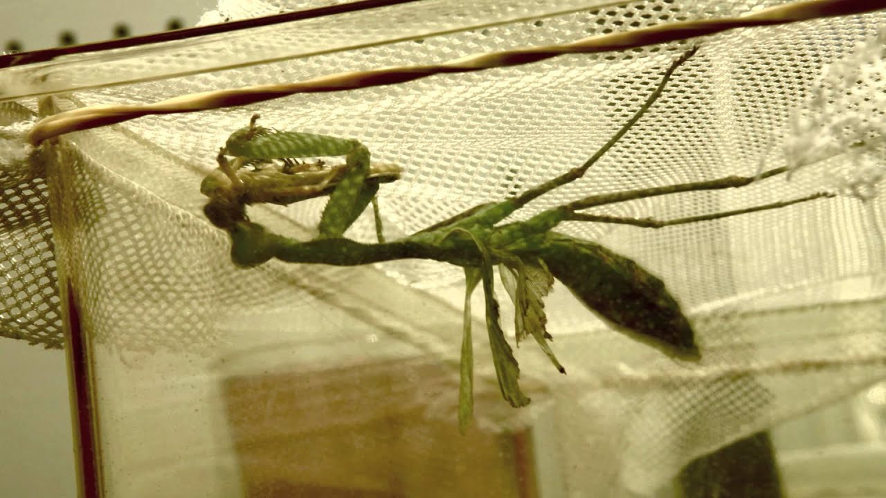 Praying Mantis Kill Time Lapse - YouTube